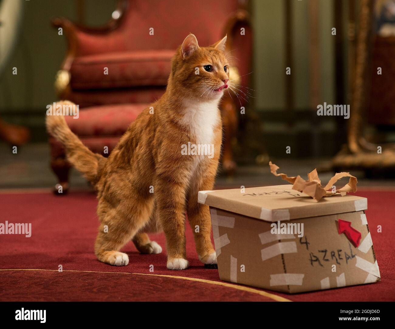 Los Angeles, USA. 'Azrea' the cat in of the ©Columbia Pictures new ...