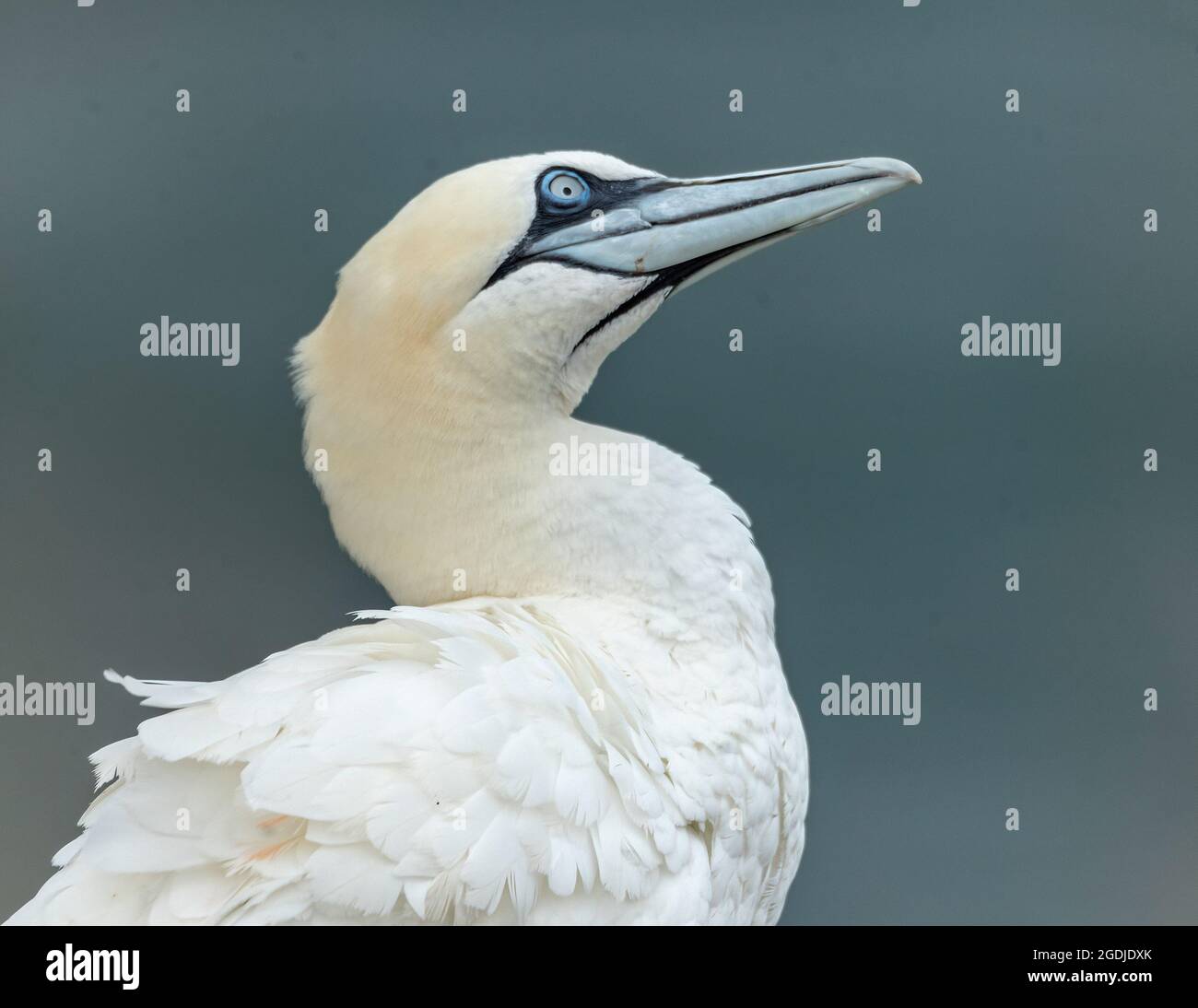 Action pose hi-res stock photography and images - Alamy