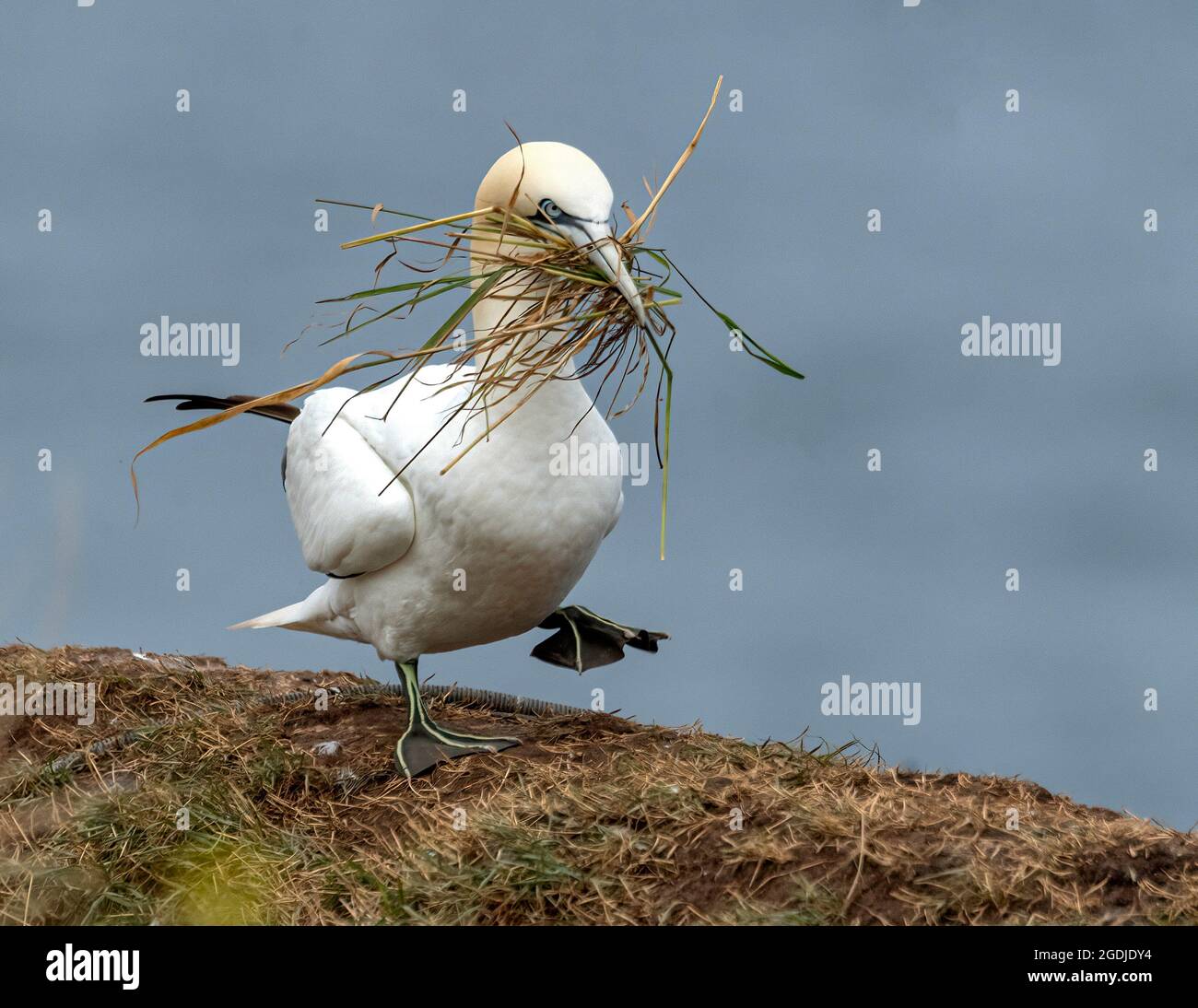 Gannet Nesting Material Stock Photo - Alamy