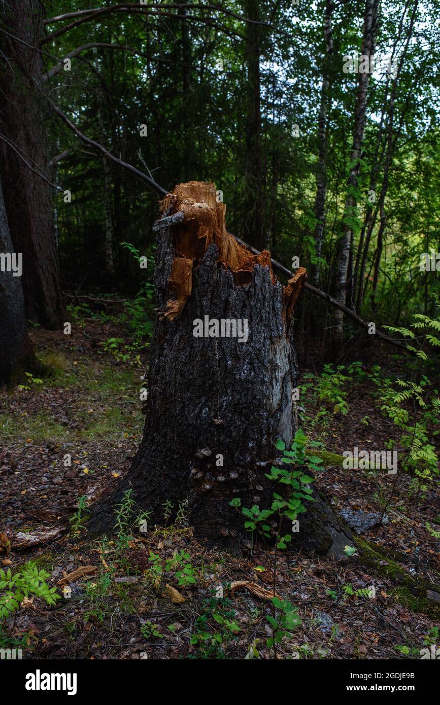 Rotten stump hi-res stock photography and images - Alamy