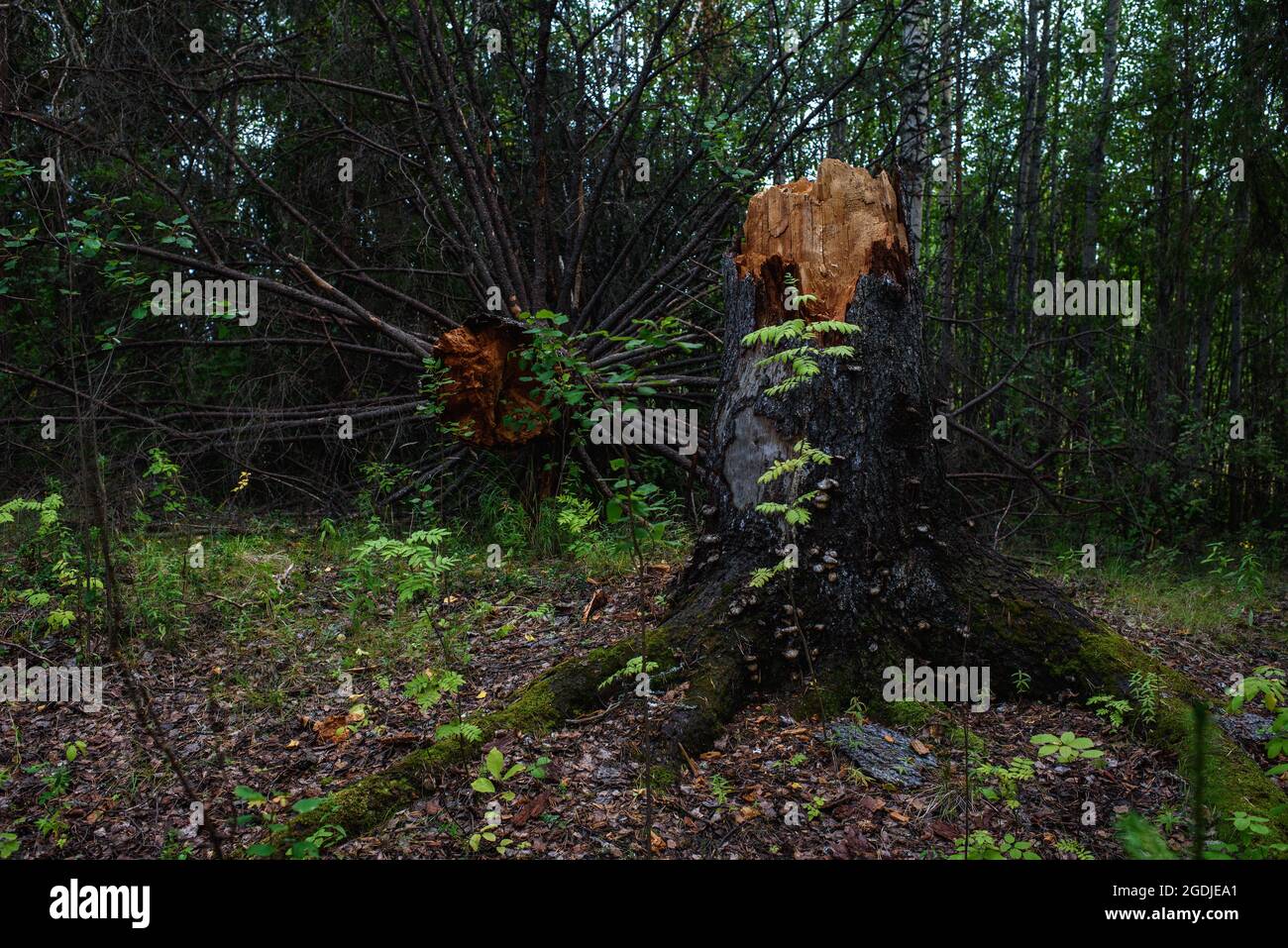 A tree fallen from old age in a dark forest before sunset Stock Photo ...