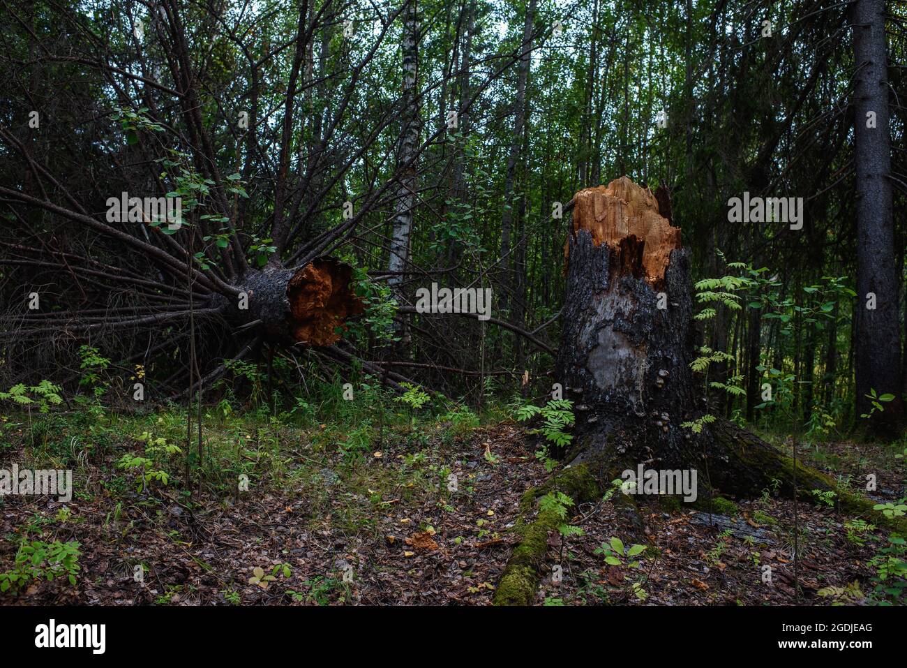 A tree fallen from old age in a dark forest before sunset Stock Photo ...