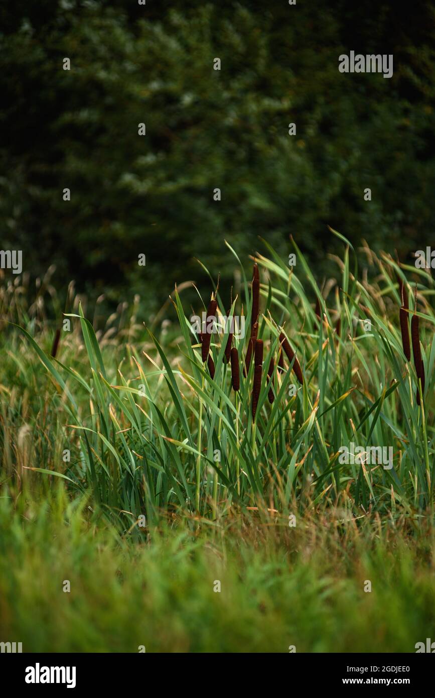 Swampy field hi-res stock photography and images - Alamy