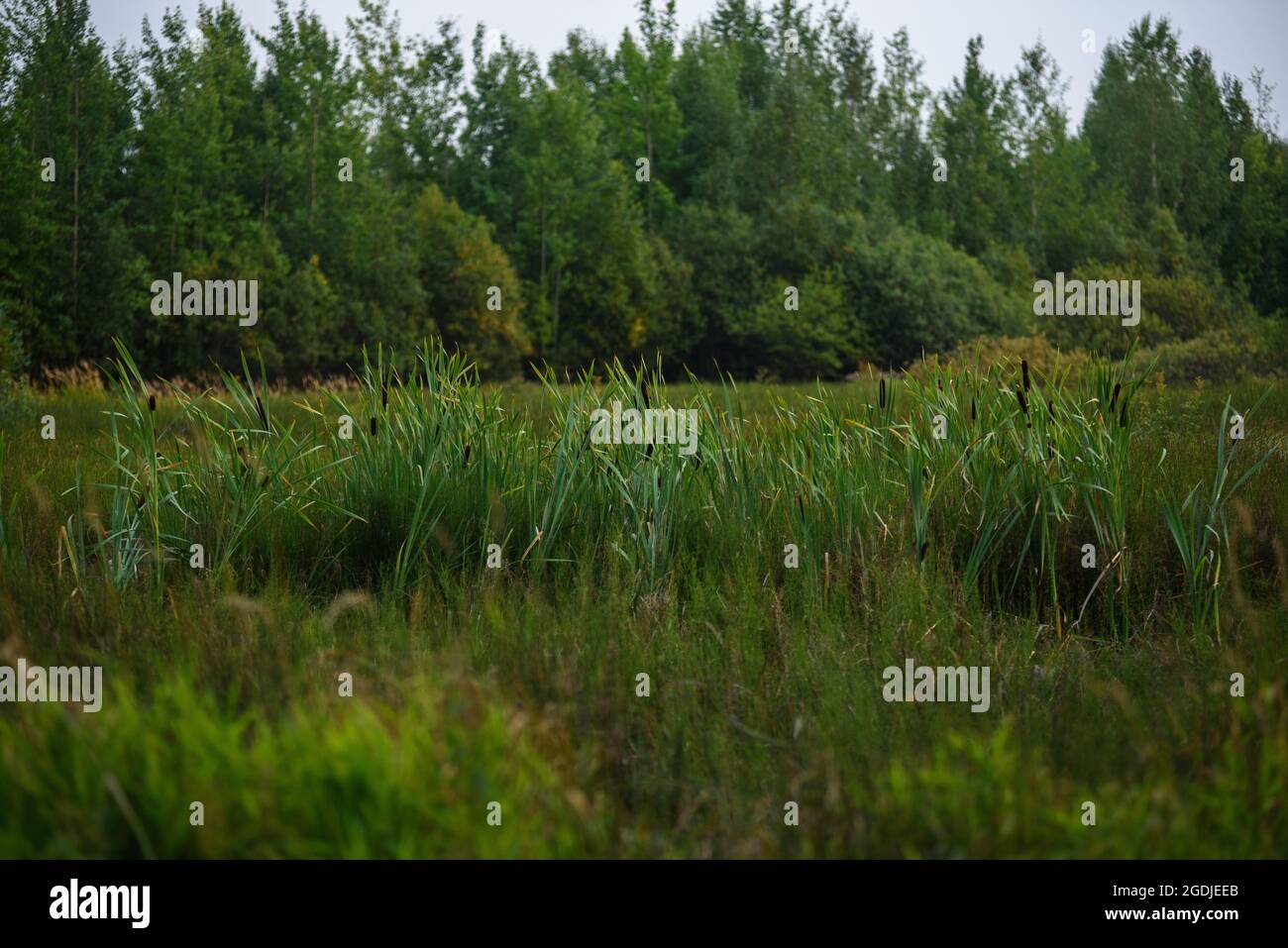 Swampy field hi-res stock photography and images - Alamy