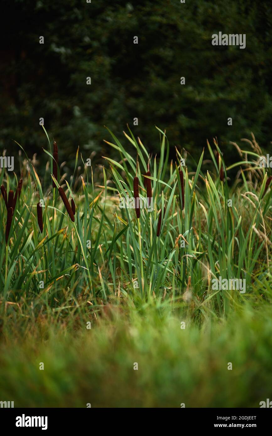 Sedge reed tall wild wetland hi-res stock photography and images - Alamy