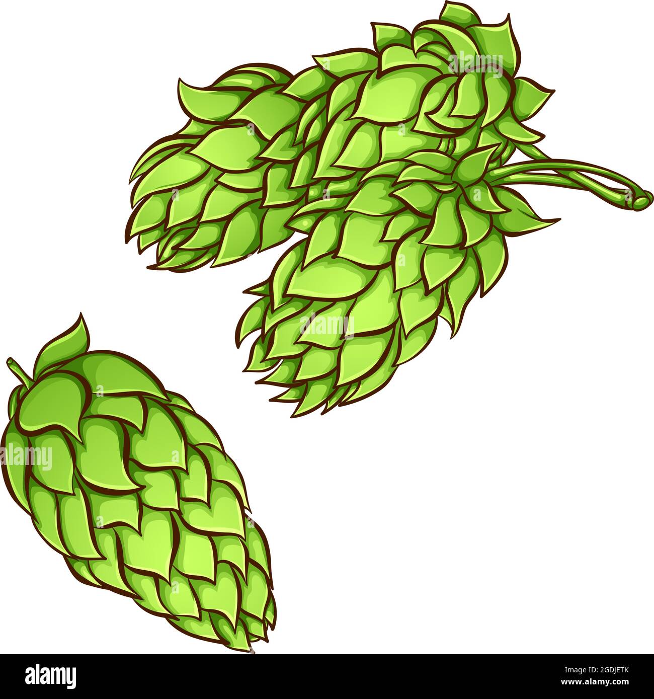 Green hop cones Stock Vector Images - Alamy