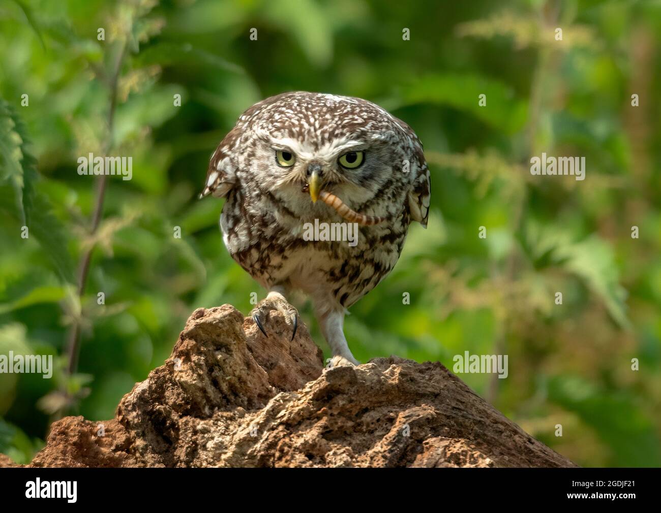 Smart owl hi-res stock photography and images - Alamy