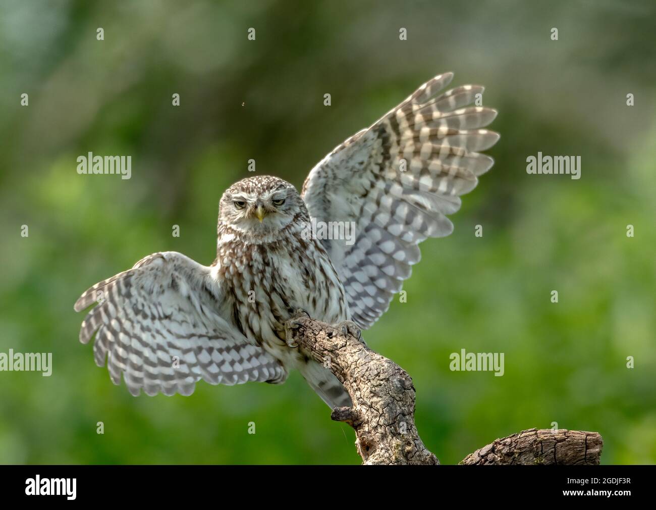 Little Owl Landing Stock Photo - Alamy