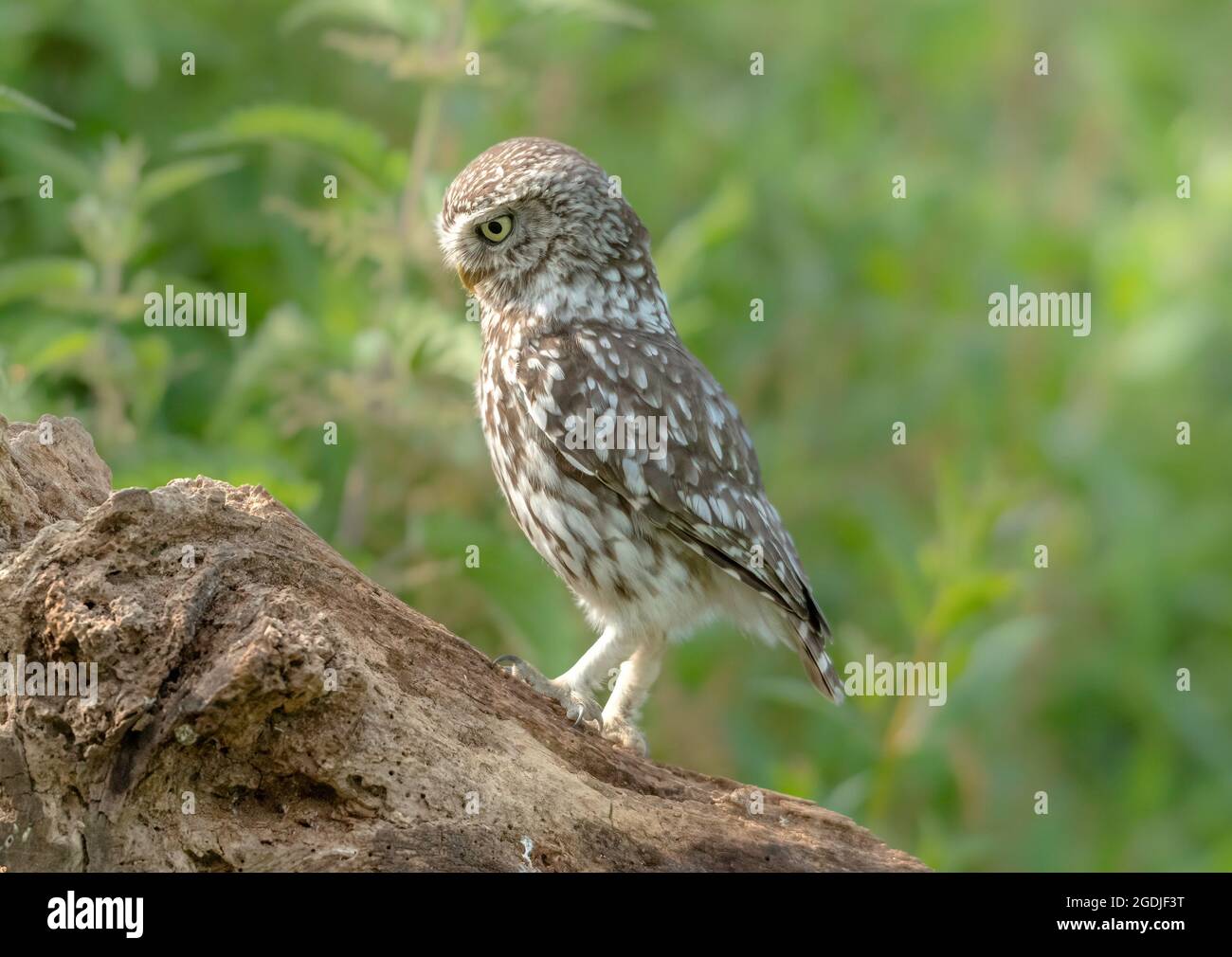 Little Owl Pose Stock Photo - Alamy