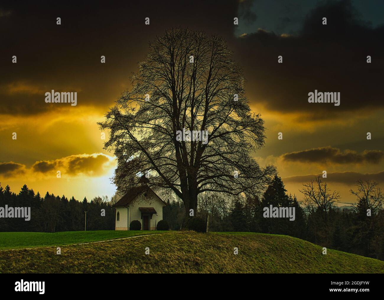 Shot of the mysterious environment with a big tree in the middle and ...