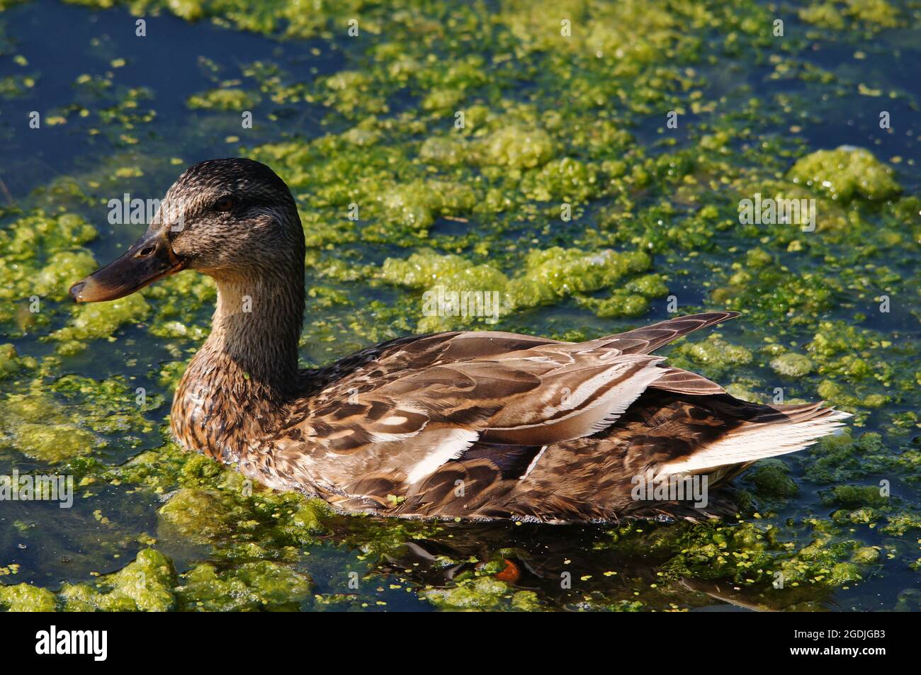 Female Mallard duck swimming in the forty-foot covered in green weed or ...