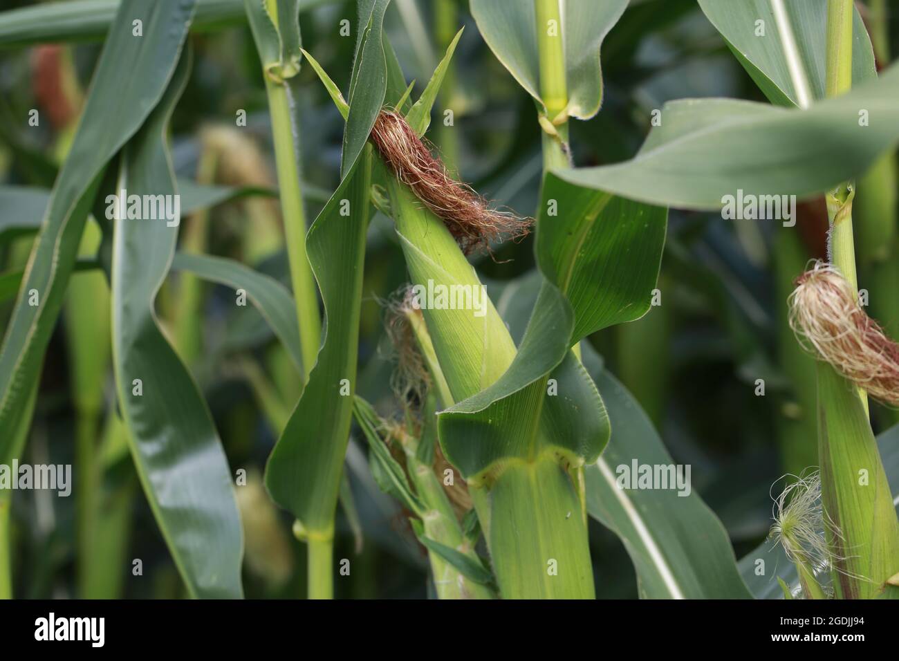 Fossil corn cob hi-res stock photography and images - Alamy