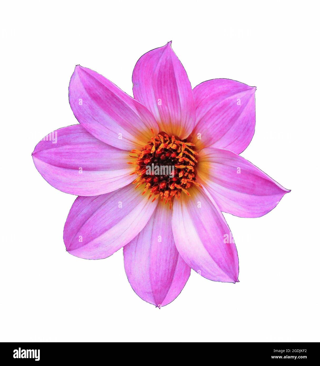 Magenta star Dahlia - isolated on white background Stock Photo - Alamy