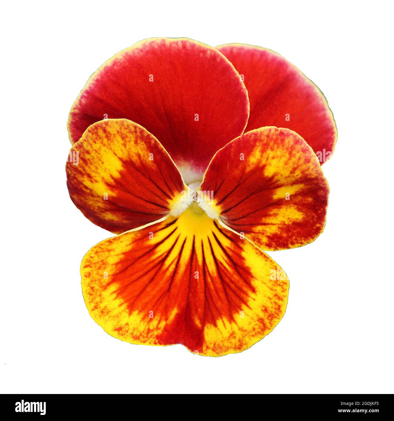 Red yellow Pansy - Isolated on white background Stock Photo - Alamy