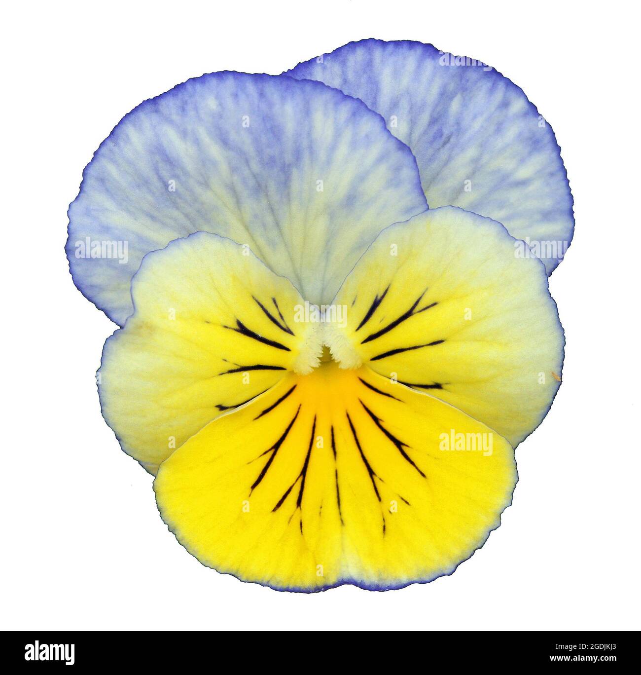 Pansy in bright blue and yellow - Isolated on white background Stock ...