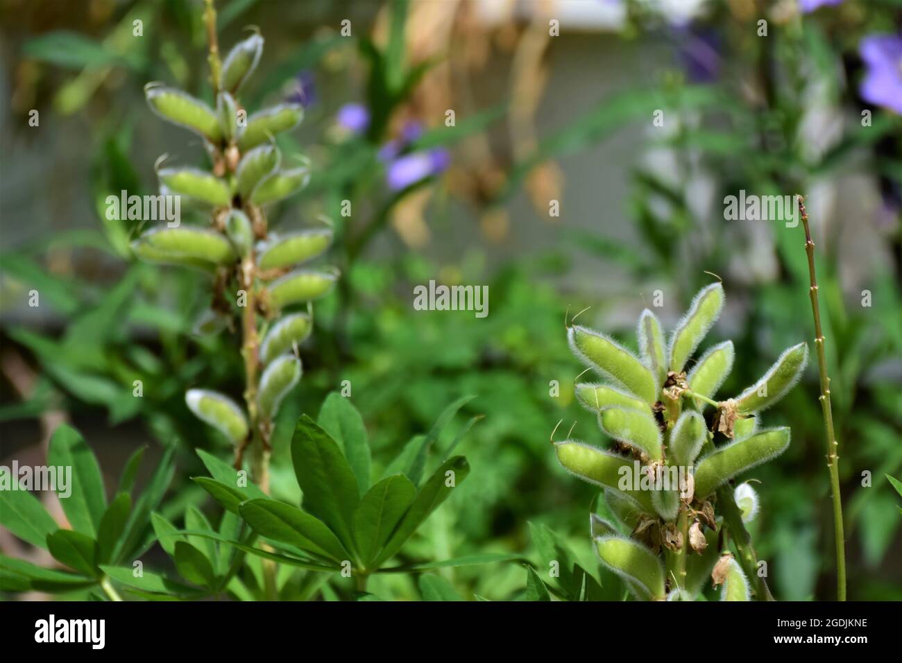 Close up of green lupine pods against a blurred background Stock Photo ...