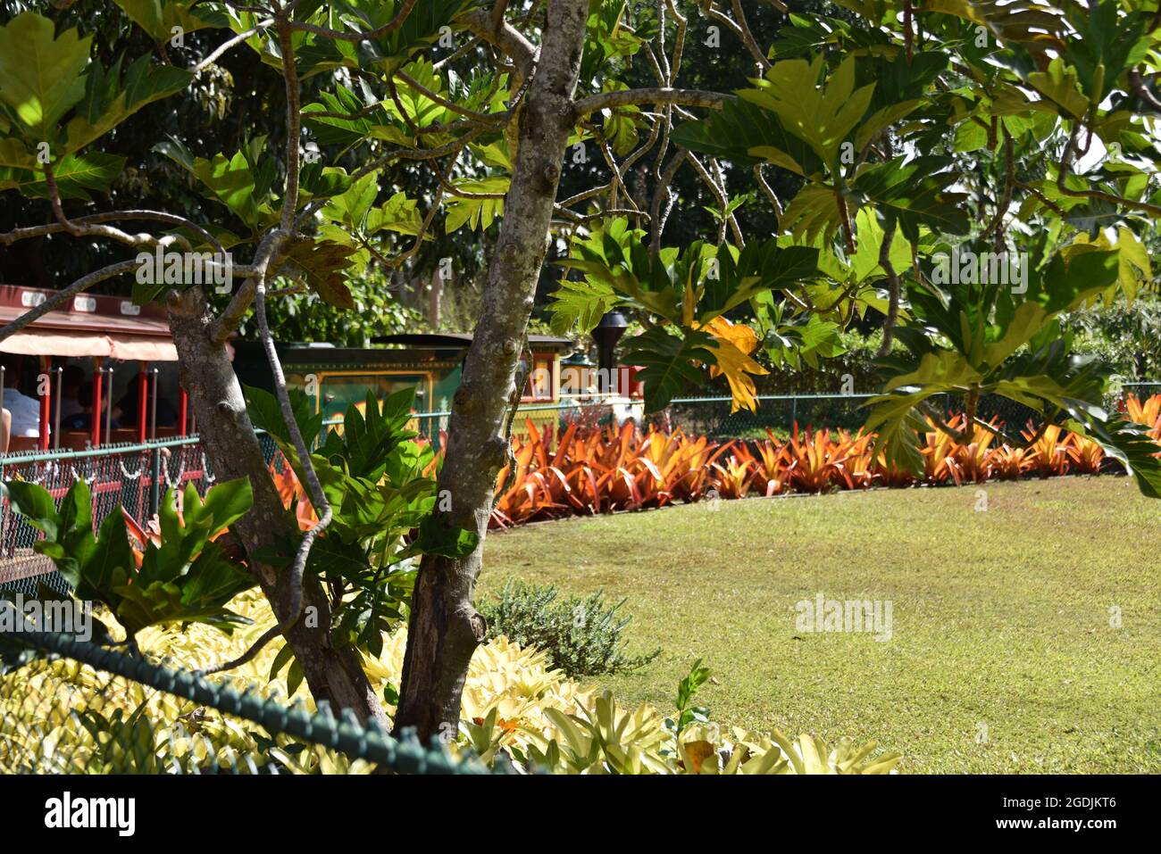 Dole plantation pineapple garden maze hi-res stock photography and ...
