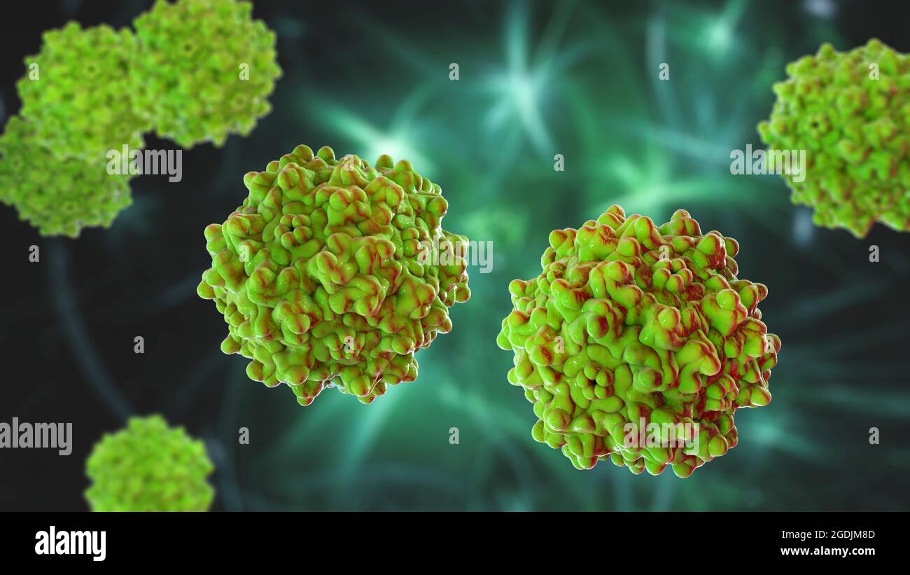 Adeno-associated viruses, illustration Stock Photo - Alamy