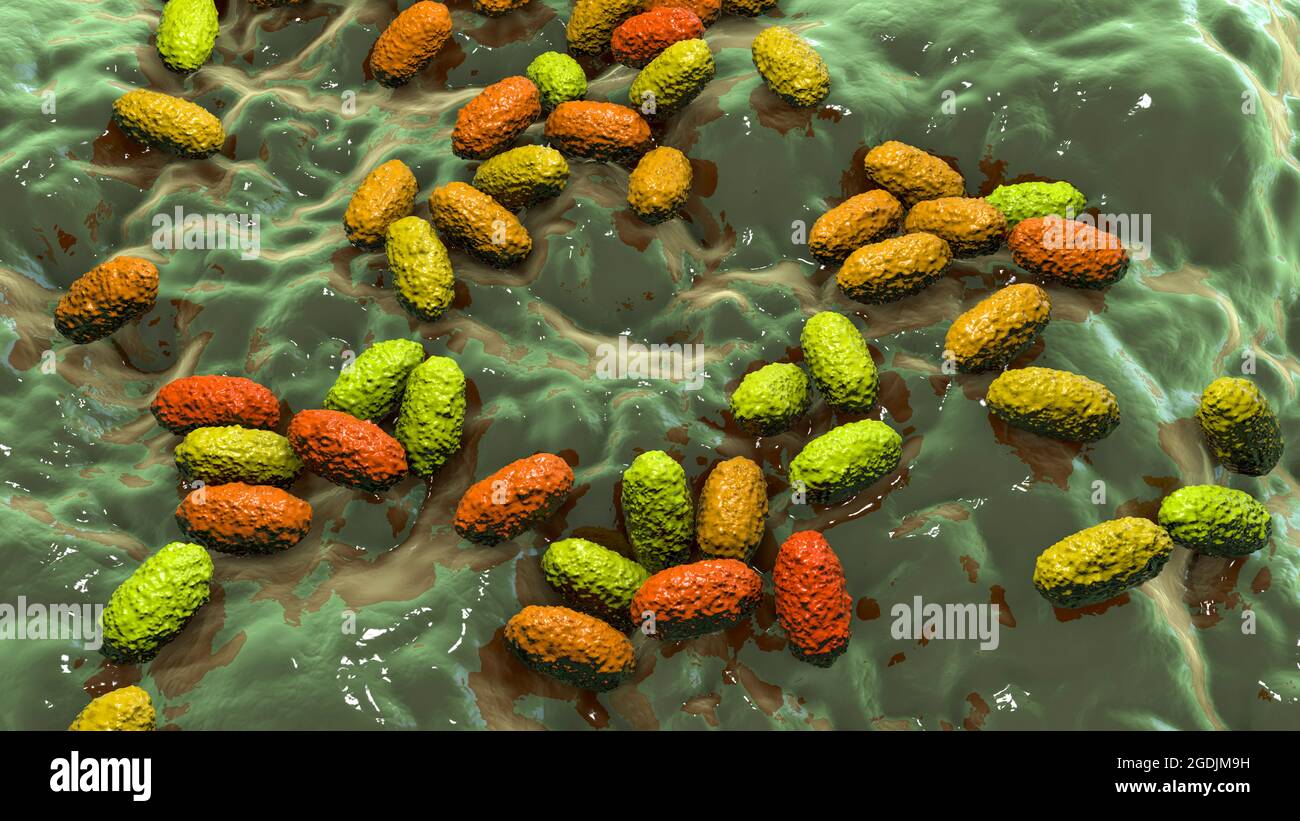 Bordetella pertussis hi-res stock photography and images - Alamy