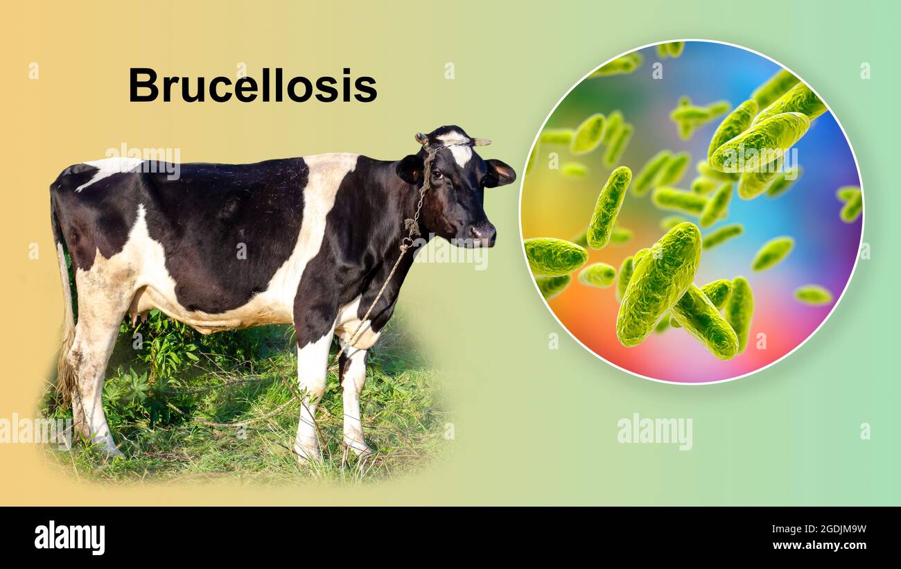 Brucellosis hi-res stock photography and images - Alamy