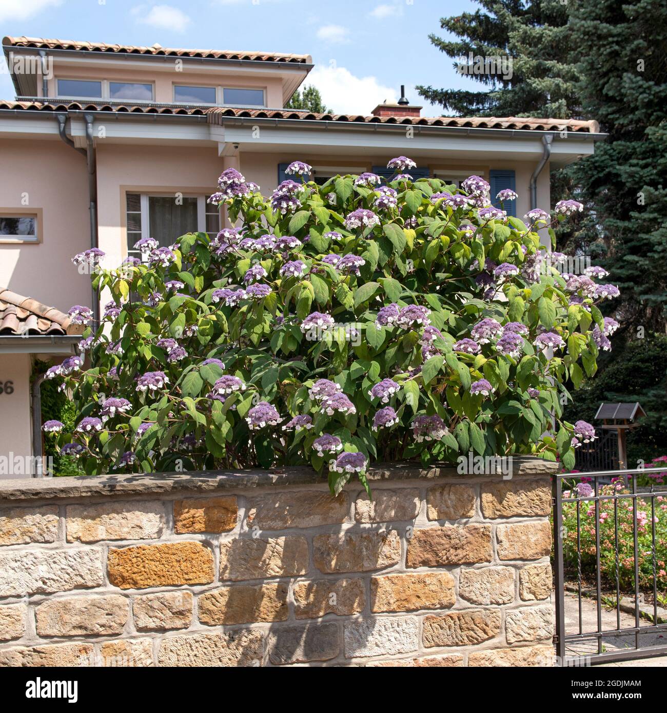 Rough-leaved Hydrangea (Hydrangea aspera 'Macrophylla', Hydrangea ...