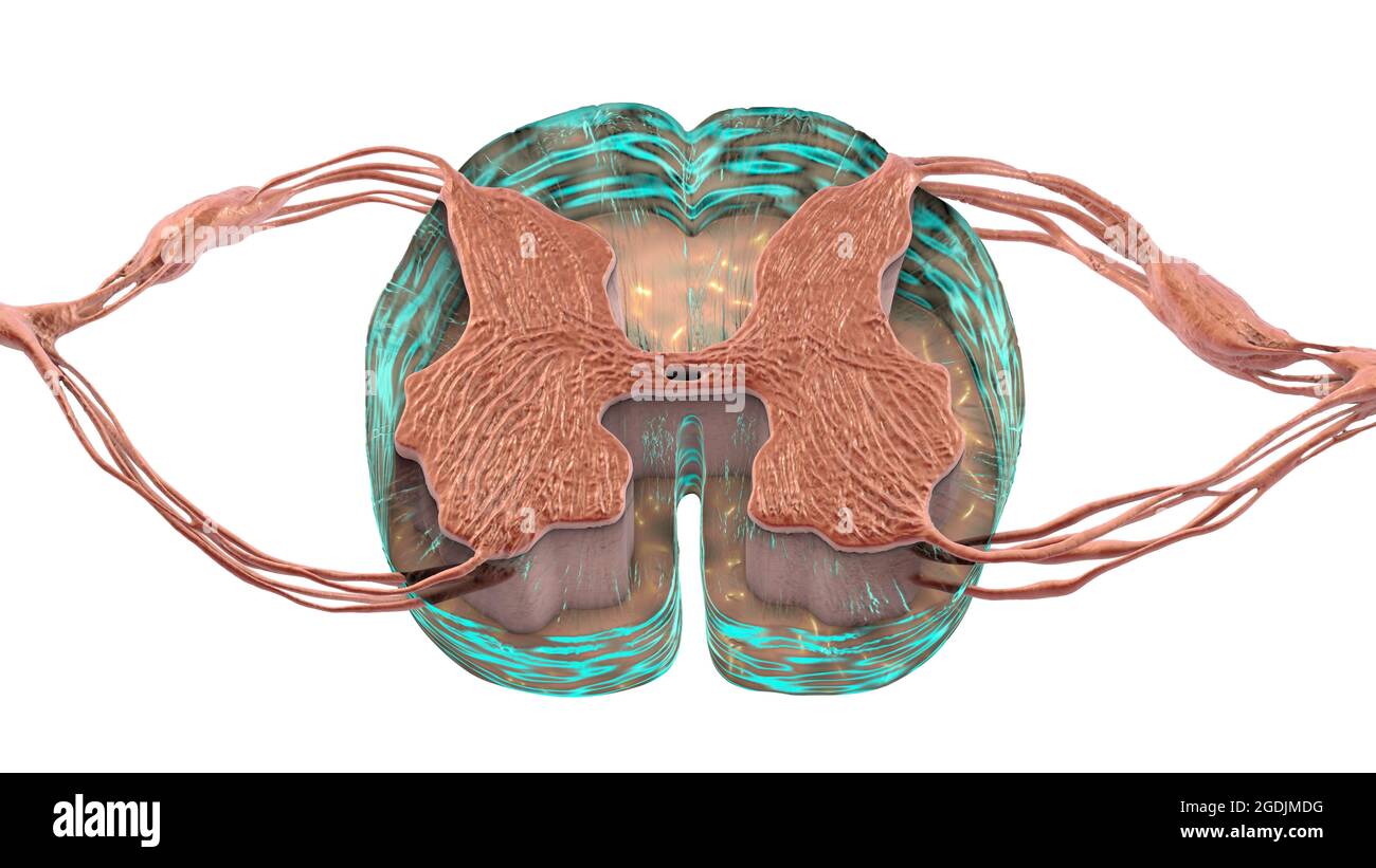 Cross-section of the spinal cord, illustration Stock Photo - Alamy