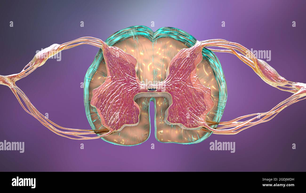 Cross-section of the spinal cord, illustration Stock Photo - Alamy