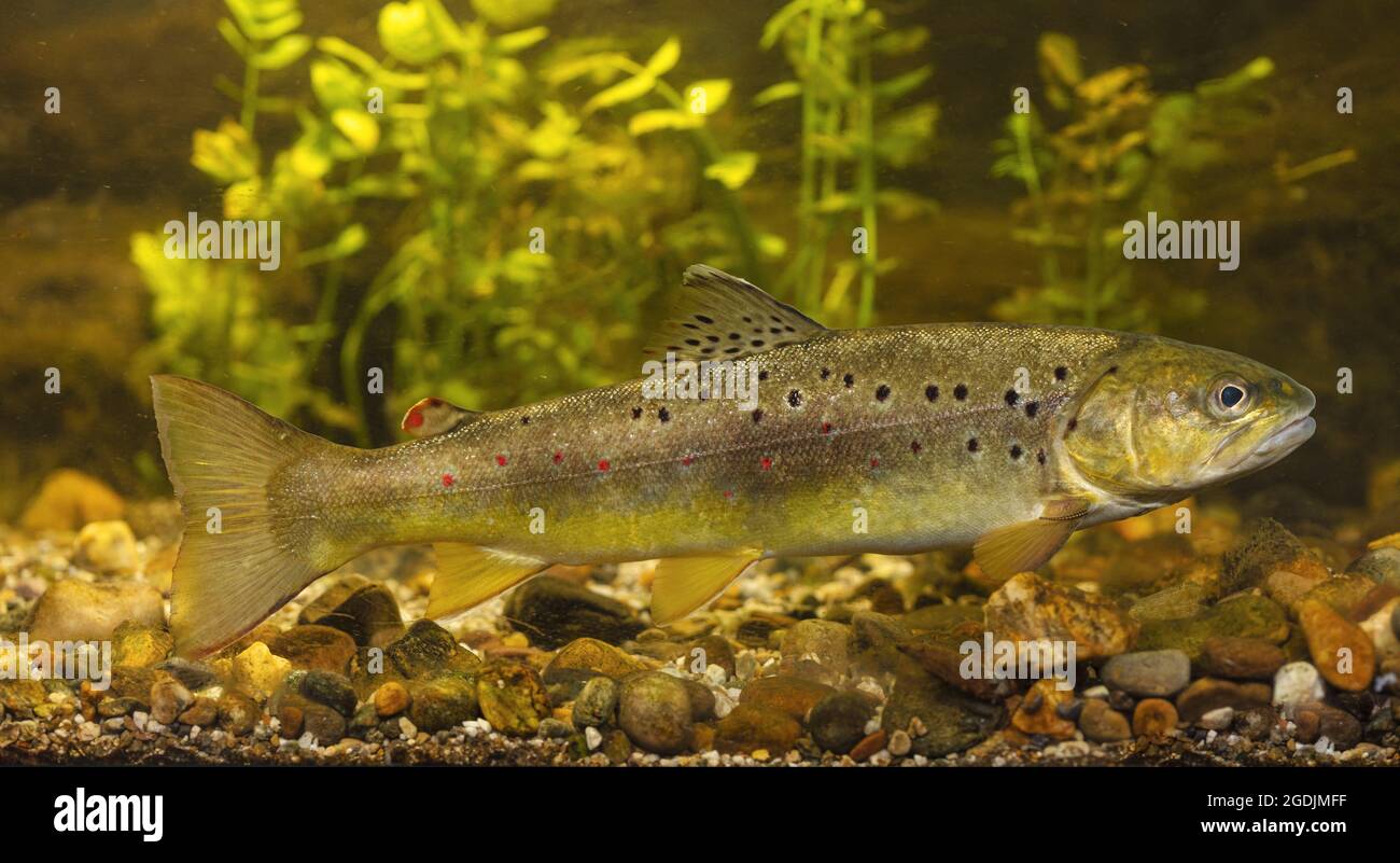 brown trout, river trout, brook trout (Salmo trutta fario), native form ...