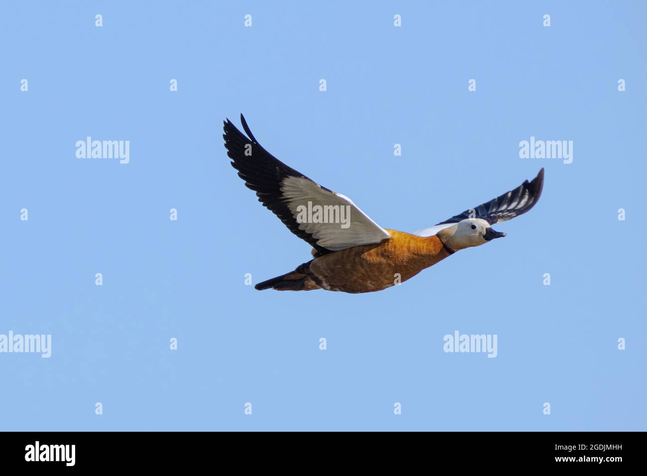 Shelducks volando hi-res stock photography and images - Alamy