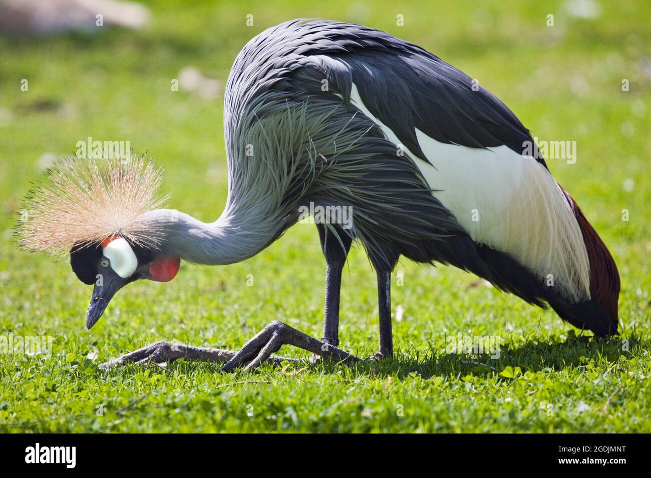 African Crowned Crane