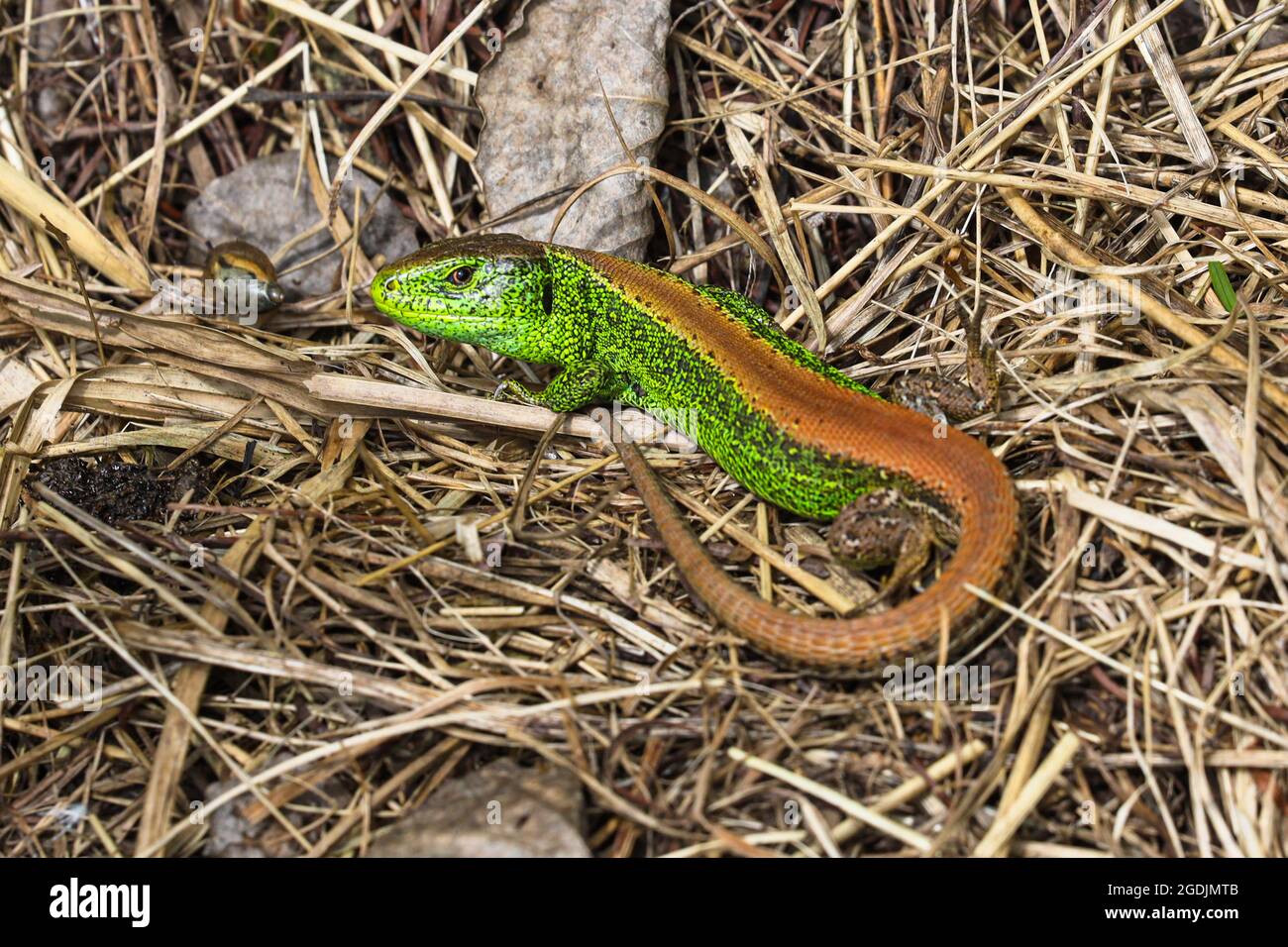 Male lizard hi-res stock photography and images - Alamy