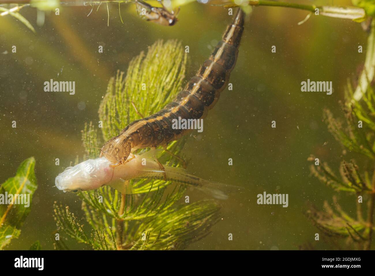 Thick-horned Dytiscus (Dytiscus dimidiatus), larva feeds caught small ...
