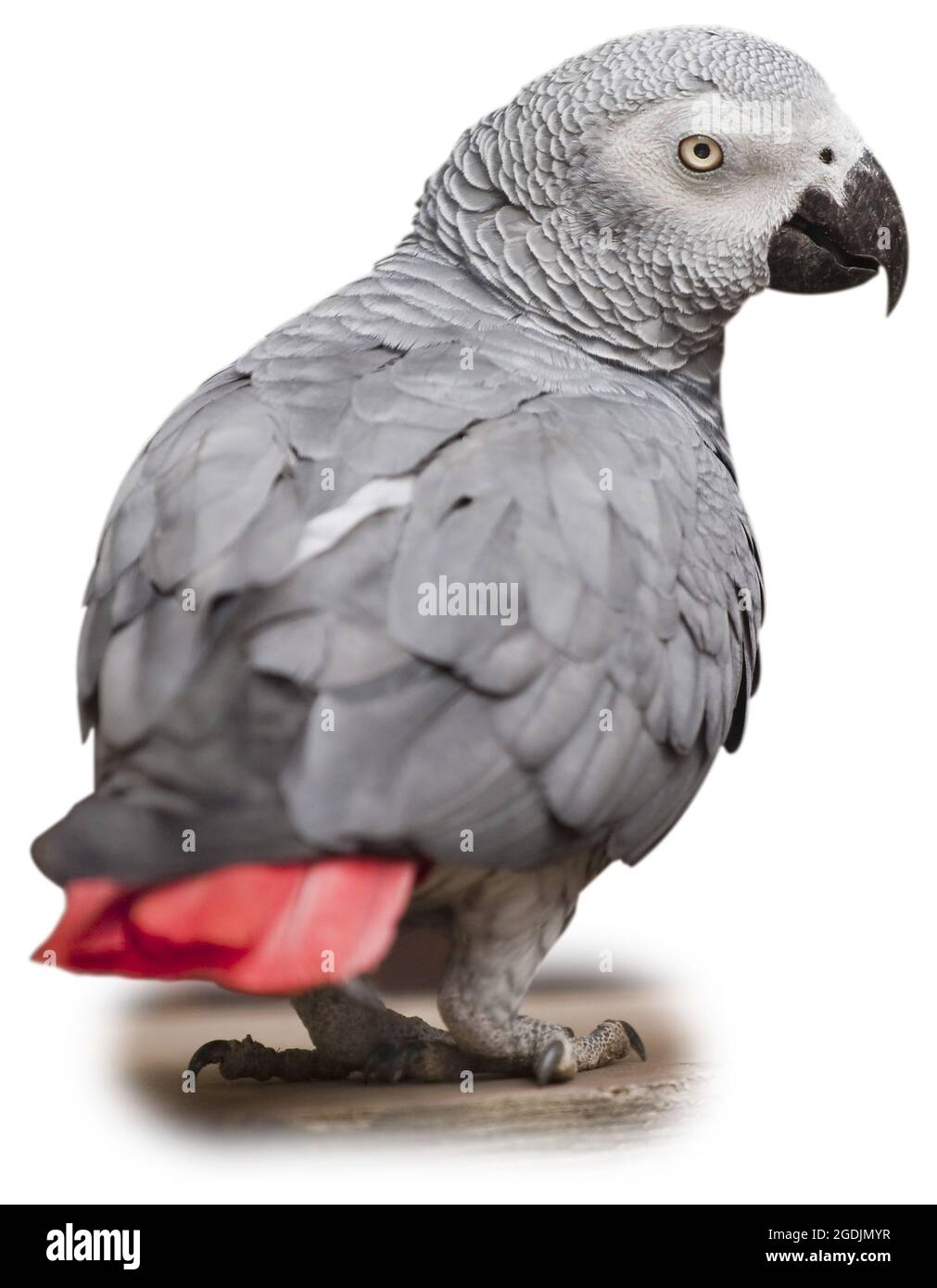 Animals parrots Cut Out Stock Images & Pictures - Alamy
