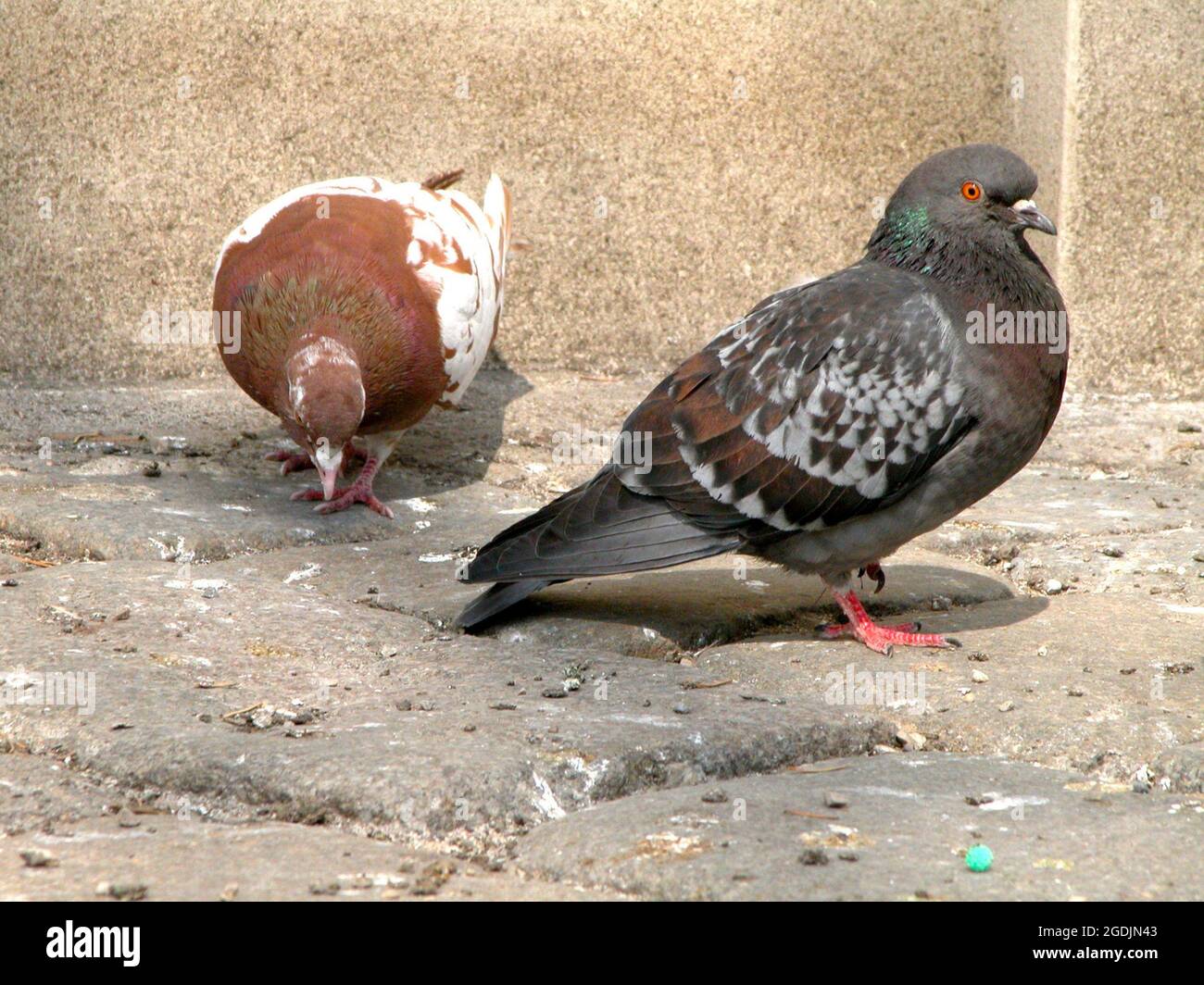 domestic pigeon, feral pigeon (Columba livia f. domestica), two pigeons ...