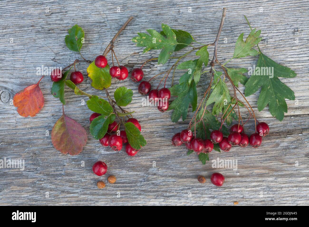 common hawthorn, singleseed hawthorn, English hawthorn (Crataegus ...