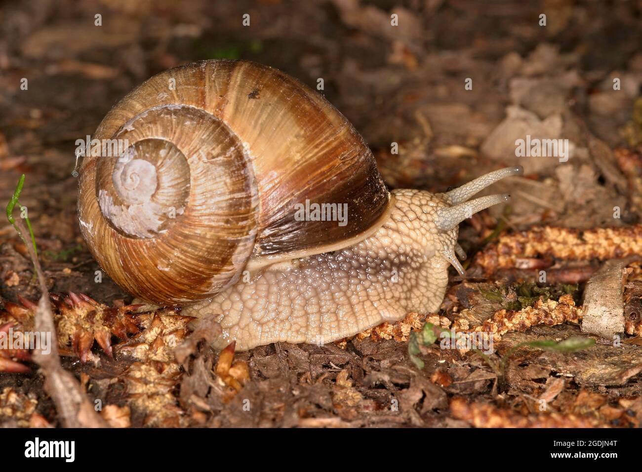 Roman snail, escargot, escargot snail, edible snail, apple snail ...