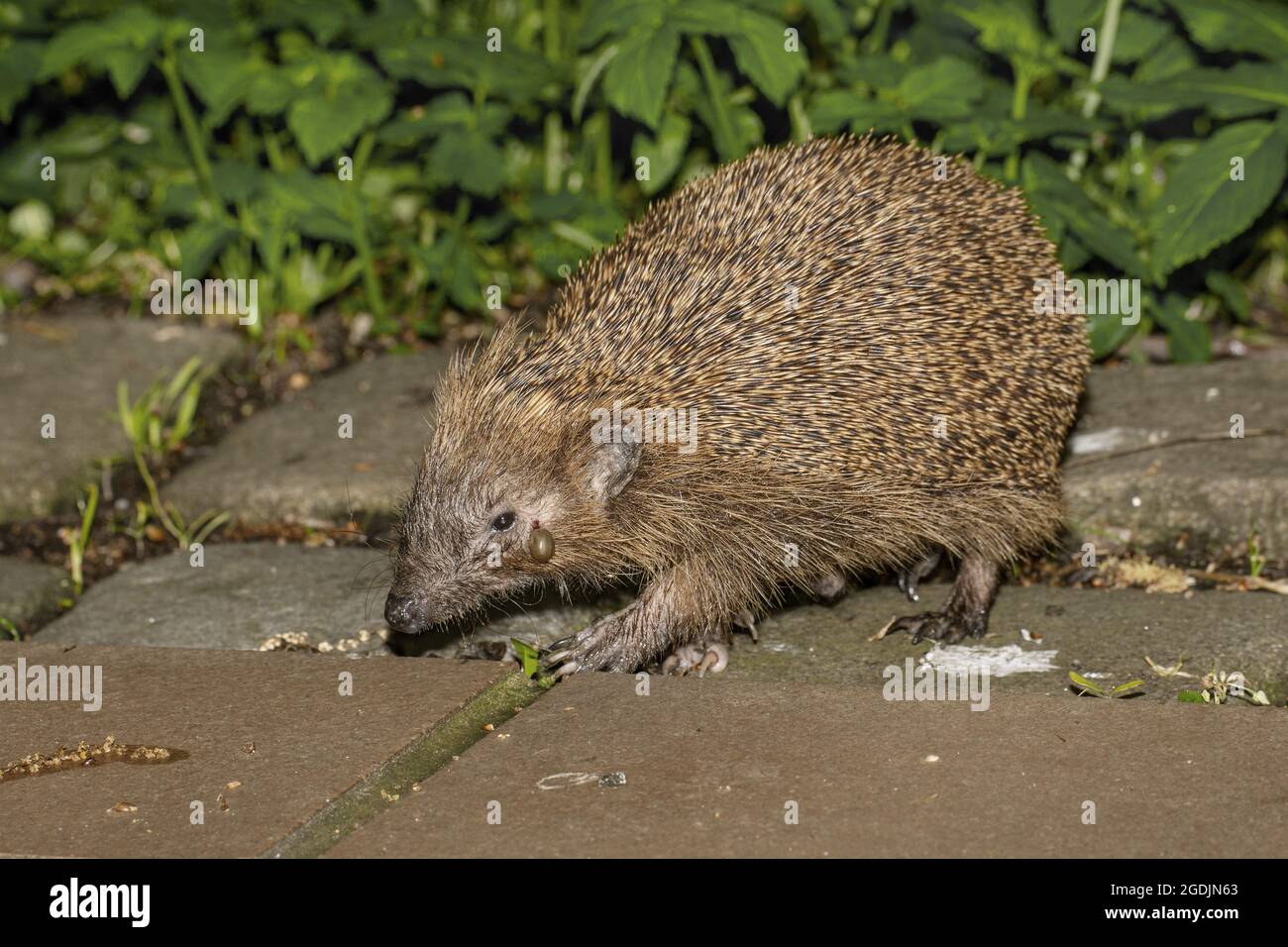 Western hedgehog, European hedgehog (Erinaceus europaeus), on a terrace ...