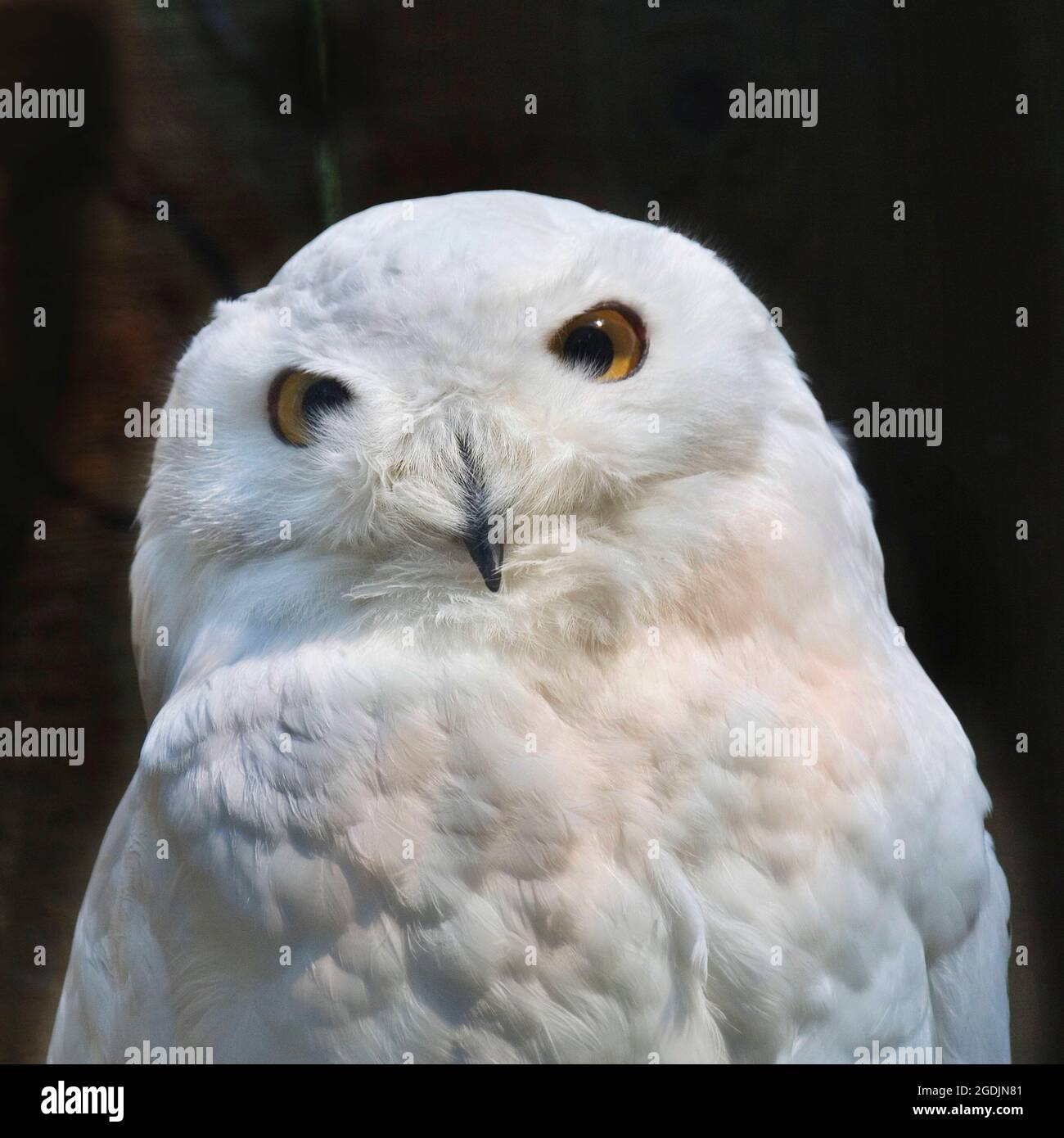 Snowy Owl (Strix scandiaca, Nyctea scandiaca, Bubo scandiacus ...