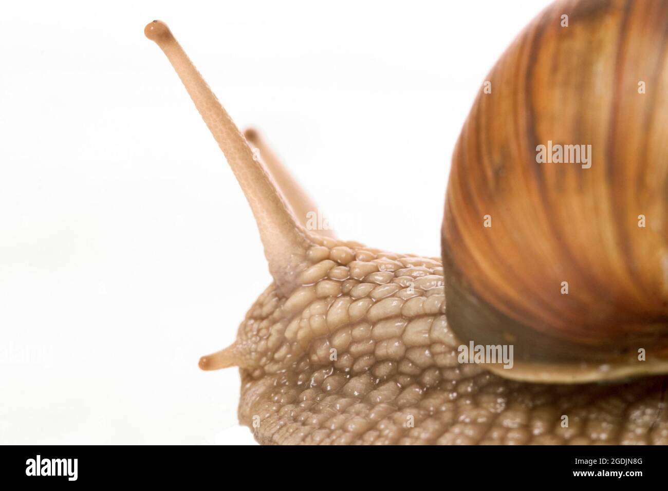 Roman snail, escargot, escargot snail, edible snail, apple snail ...