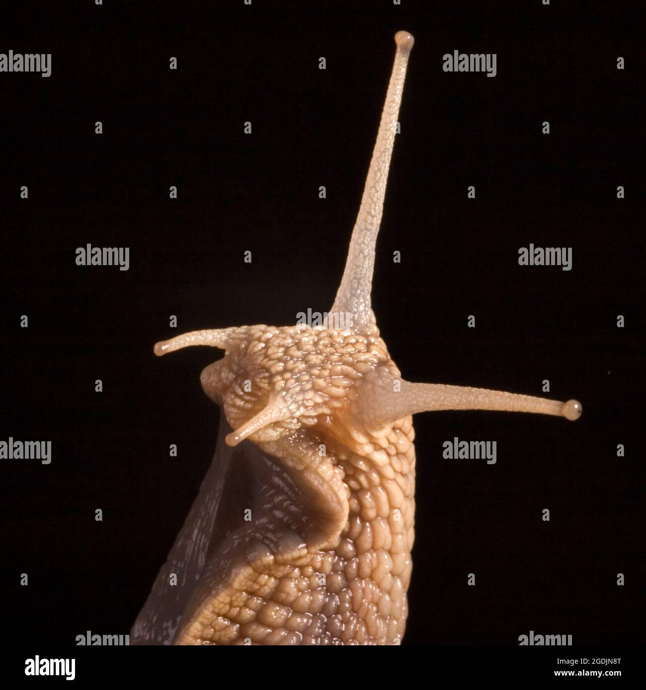 Roman snail, escargot, escargot snail, edible snail, apple snail ...