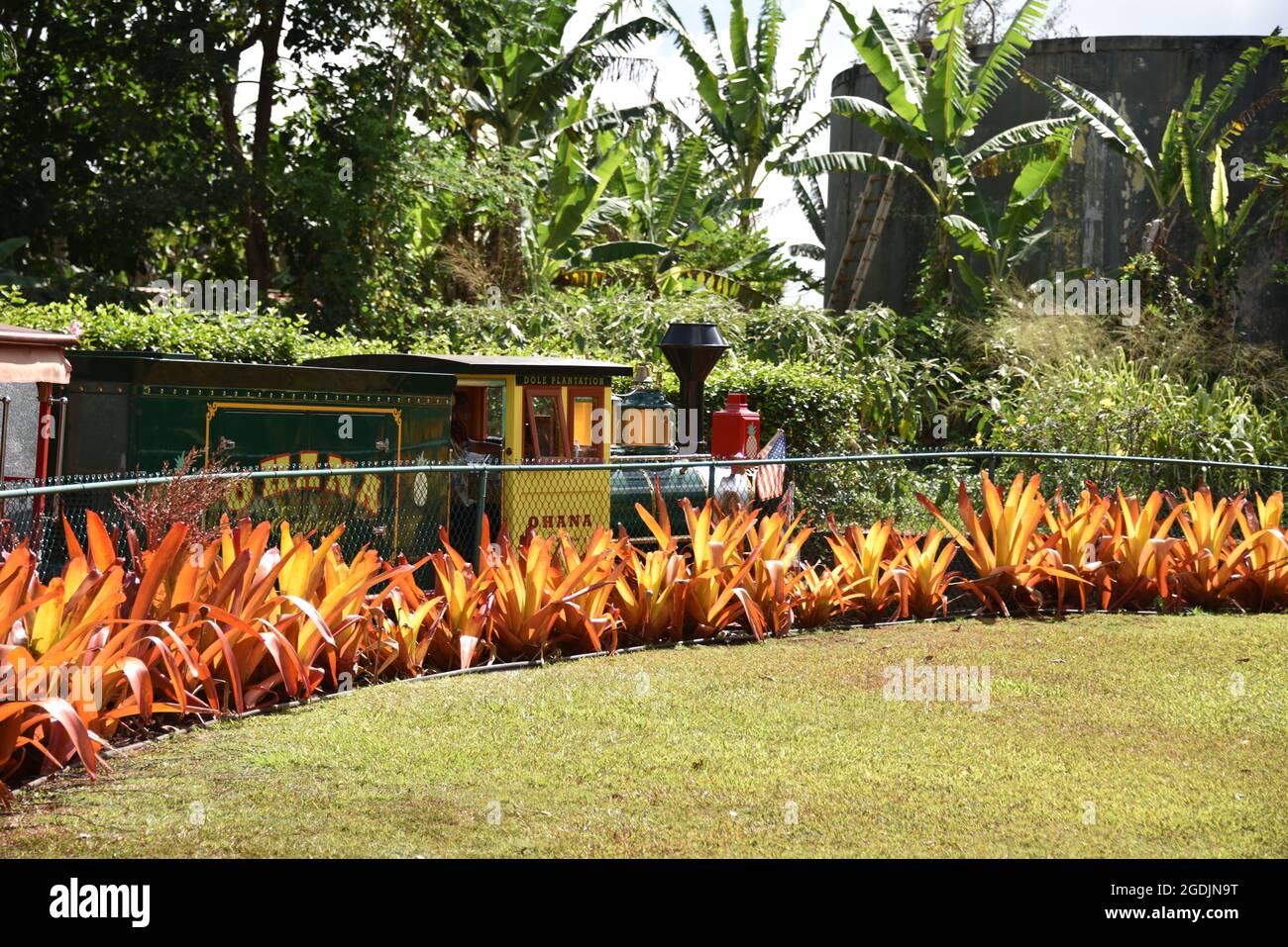 Dole plantation pineapple maze hi-res stock photography and images - Alamy