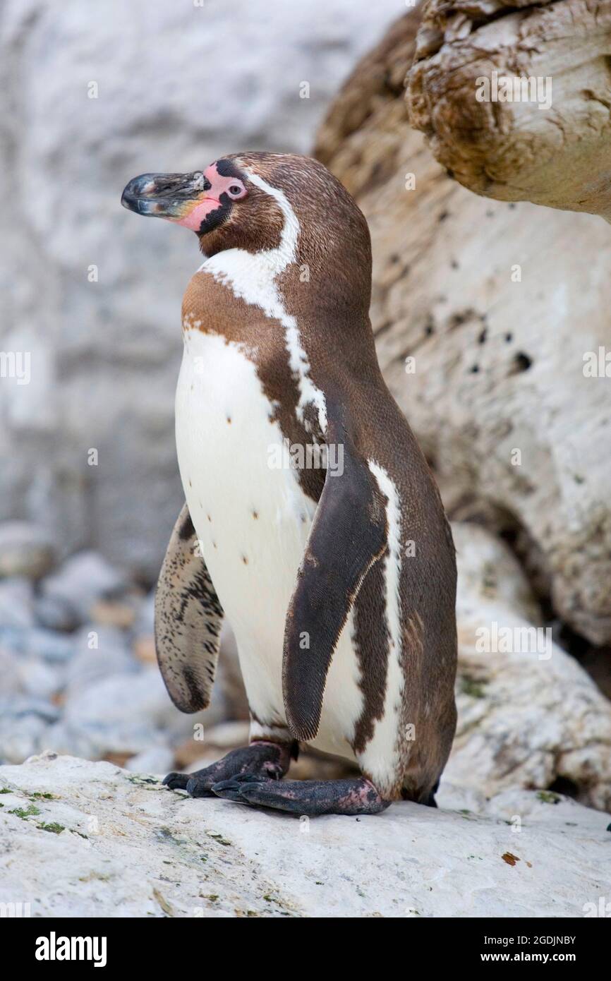 Penguins stands hi-res stock photography and images - Alamy