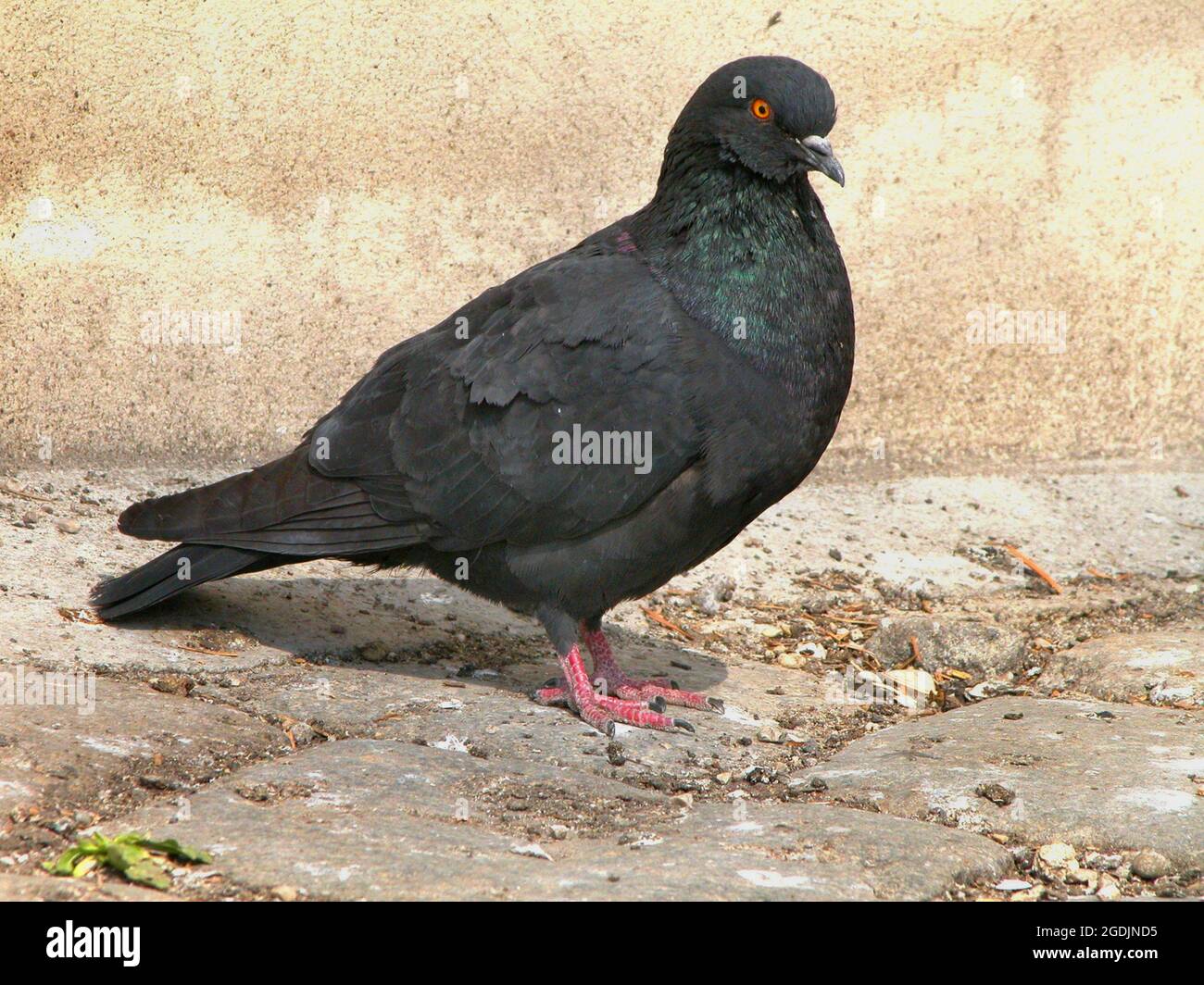 City Pigeon