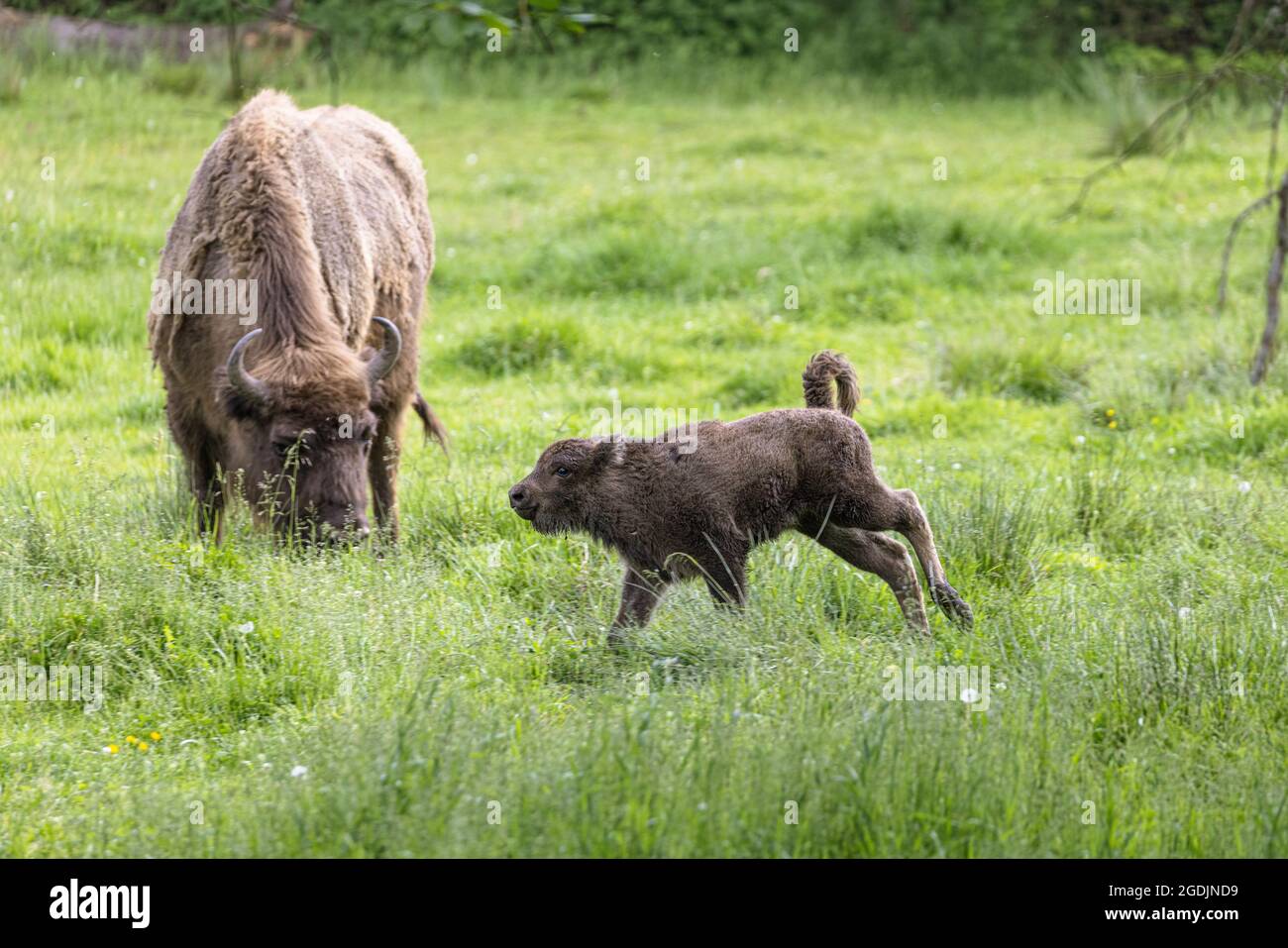 European bison, wisent (Bison bonasus), female with calf in a meadow ...