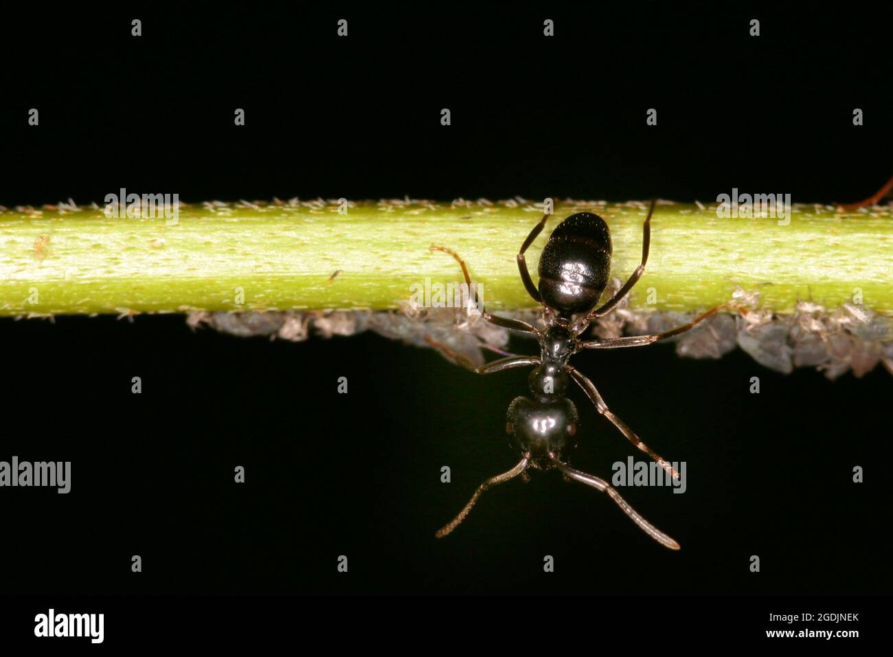 wood ant (Formica rufa), head first at a stem, Austria Stock Photo - Alamy