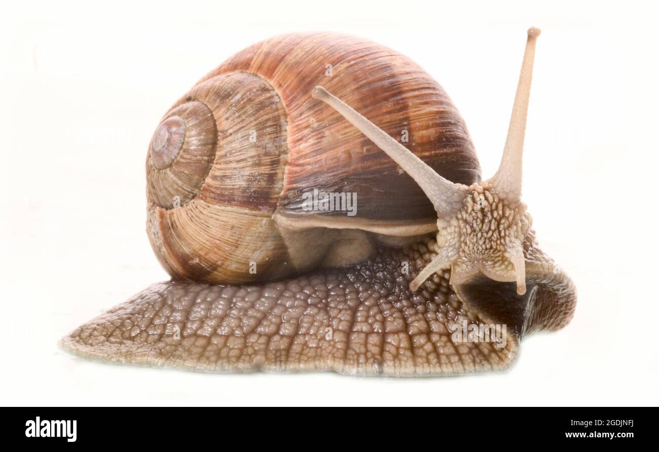 Roman snail, escargot, escargot snail, edible snail, apple snail ...