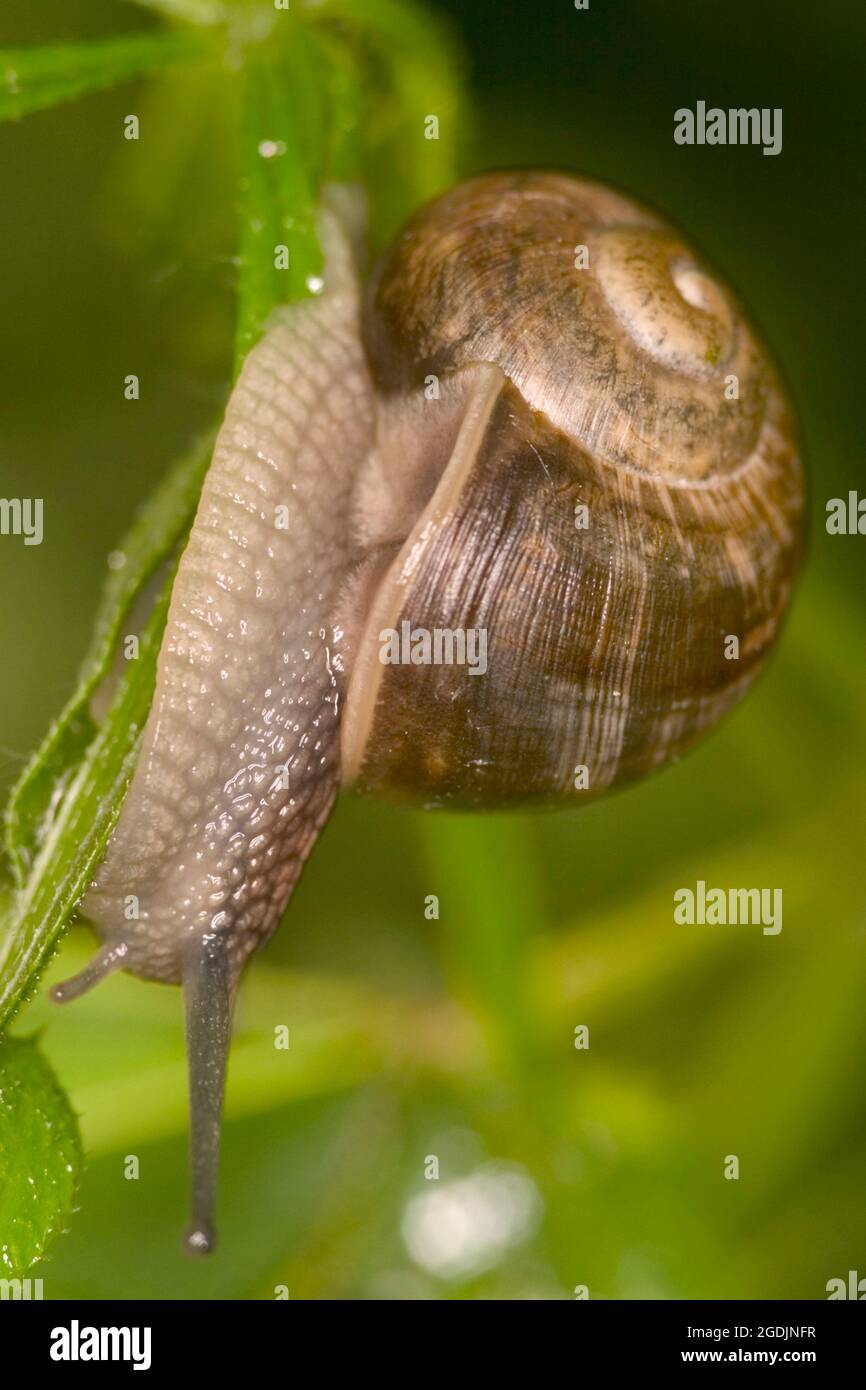 Roman snail, escargot, escargot snail, edible snail, apple snail ...