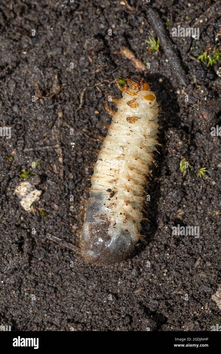 Chafer beetle larvae hi-res stock photography and images - Alamy