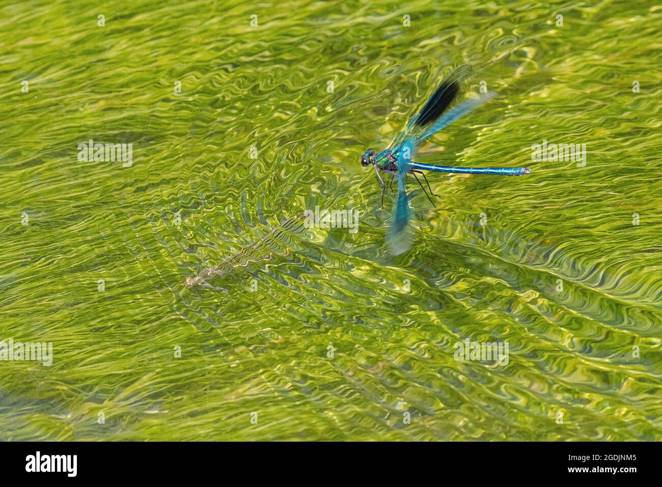 banded blackwings, banded agrion, banded demoiselle (Calopteryx ...