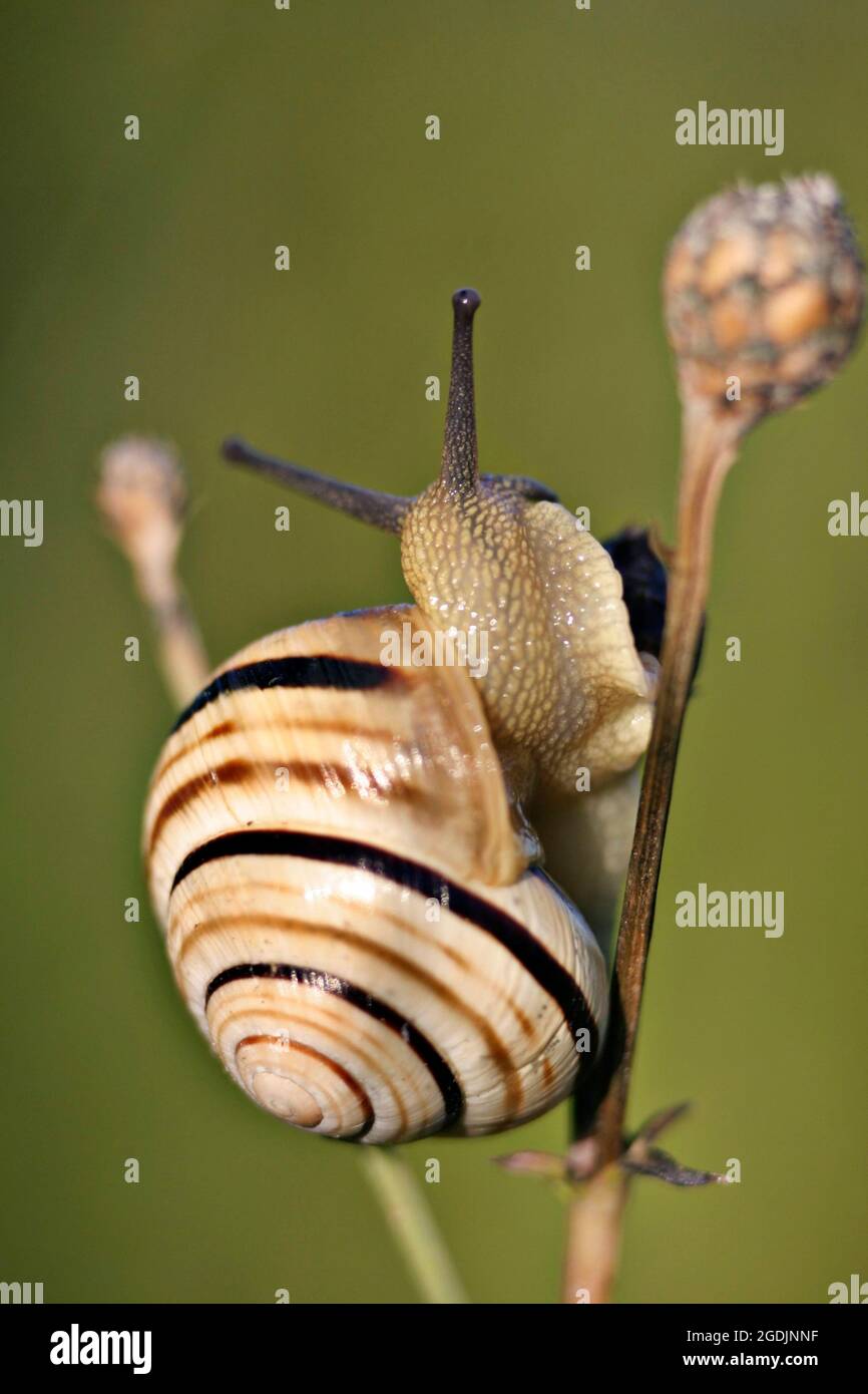 brown-lipped snail, grove snail, grovesnail, English garden snail ...